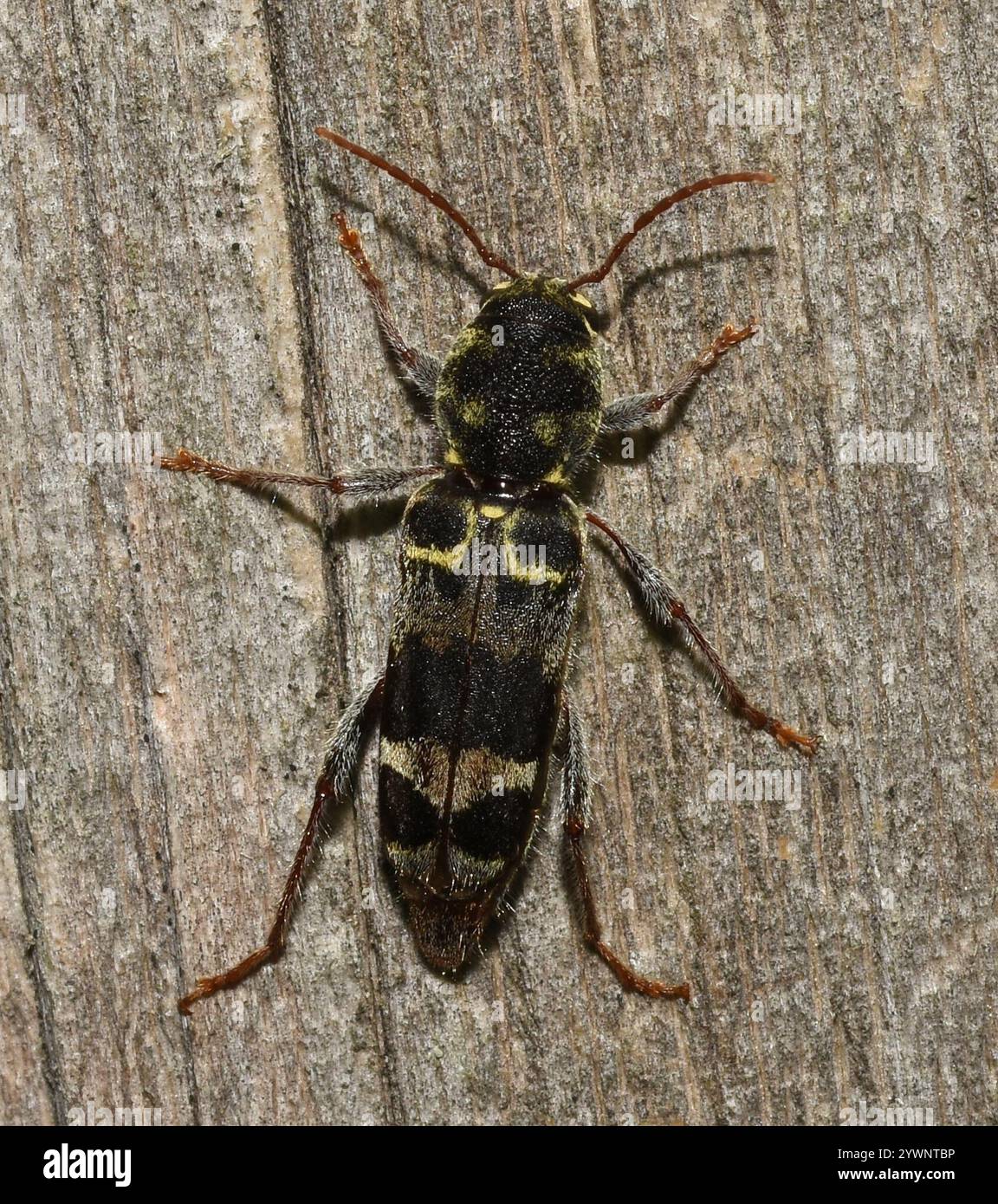 Rustic Borer (Xylotrechus colonus Stock Photo - Alamy