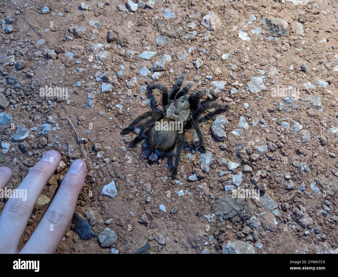 Texas Brown Tarantula (Aphonopelma hentzi Stock Photo - Alamy