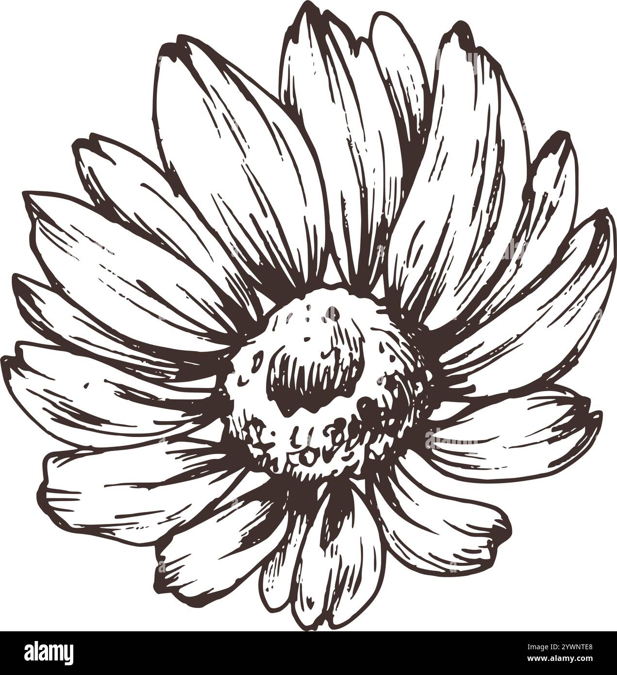 Autumn garden flowers rudbeckia single object. Line art graphic hand ...