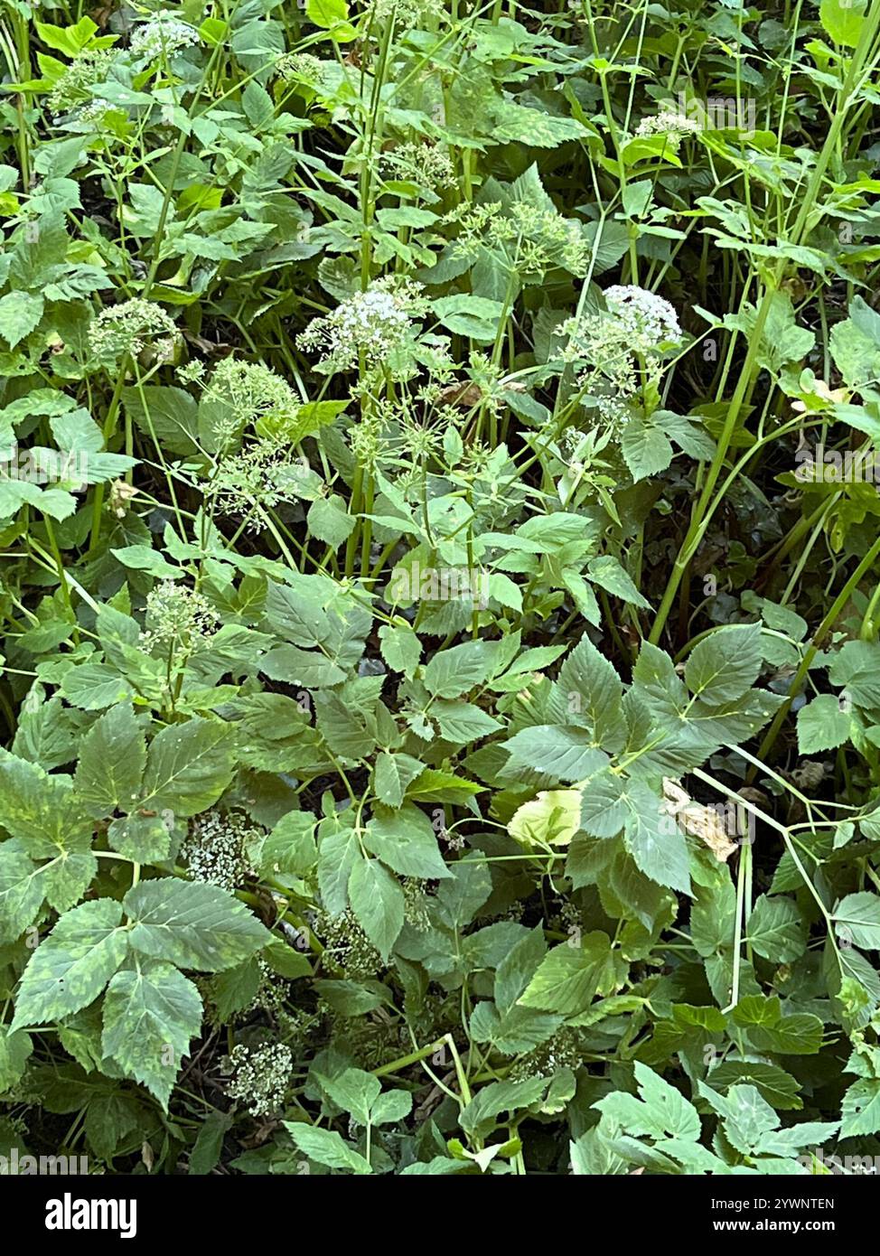 Goutweed (Aegopodium podagraria Stock Photo - Alamy
