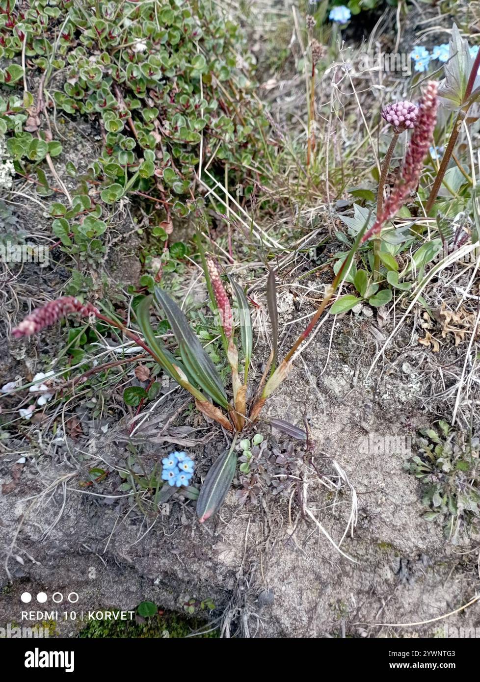 alpine bistort (Bistorta vivipara Stock Photo - Alamy