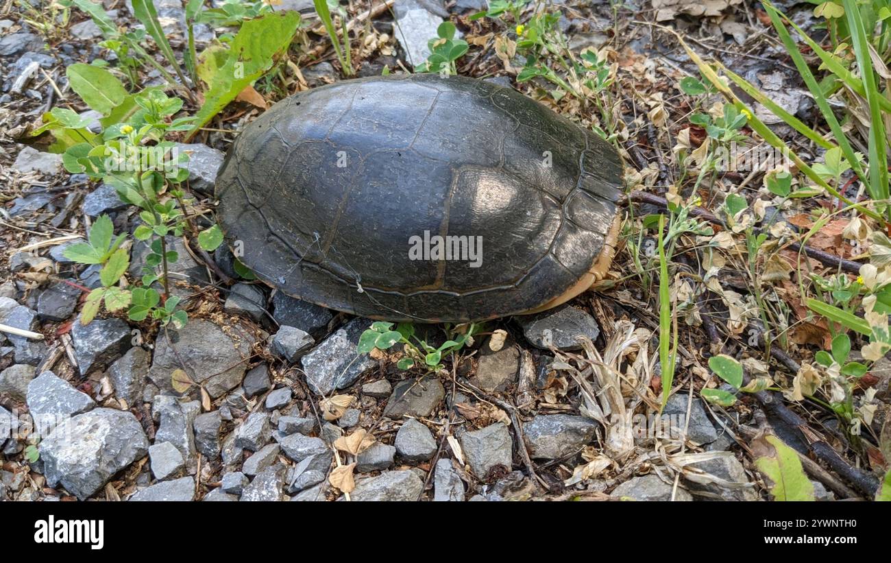 Midland Painted Turtle (Chrysemys picta marginata Stock Photo - Alamy