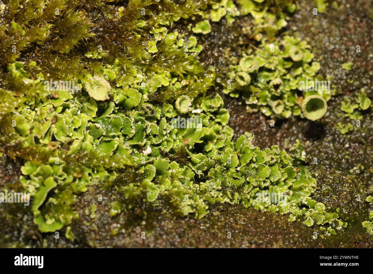 pixie cup and reindeer lichens (Cladonia Stock Photo - Alamy
