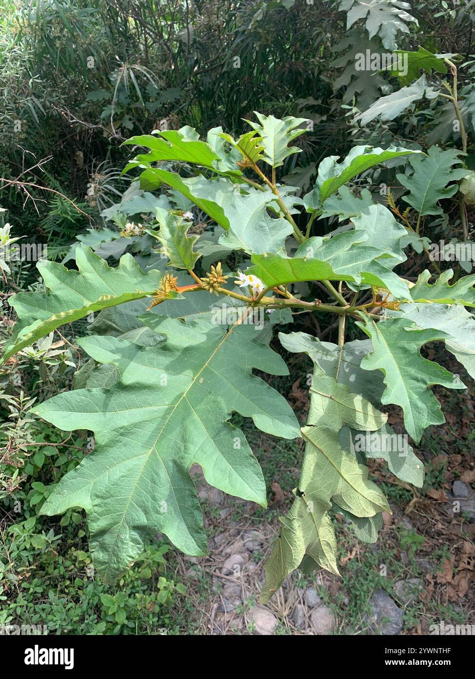 giant devil's-fig (Solanum chrysotrichum Stock Photo - Alamy