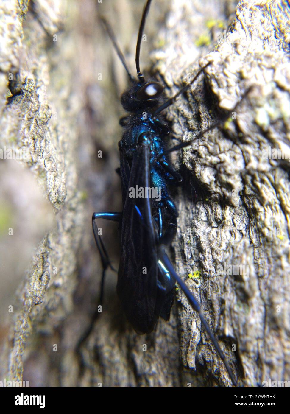 Blue mud wasp hi-res stock photography and images - Alamy