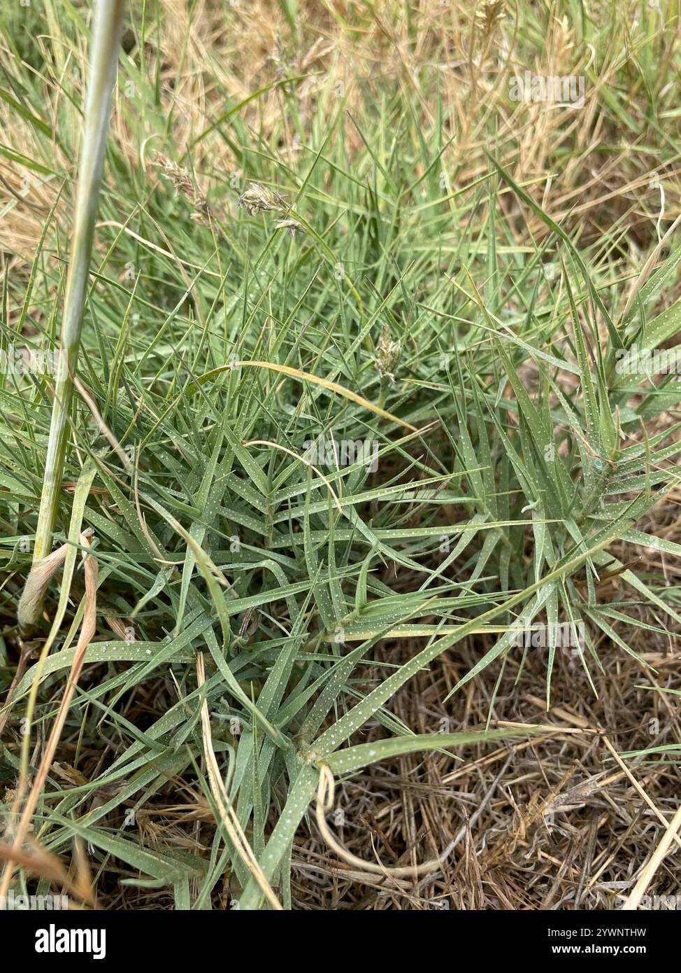 Saltgrass (Distichlis spicata Stock Photo - Alamy