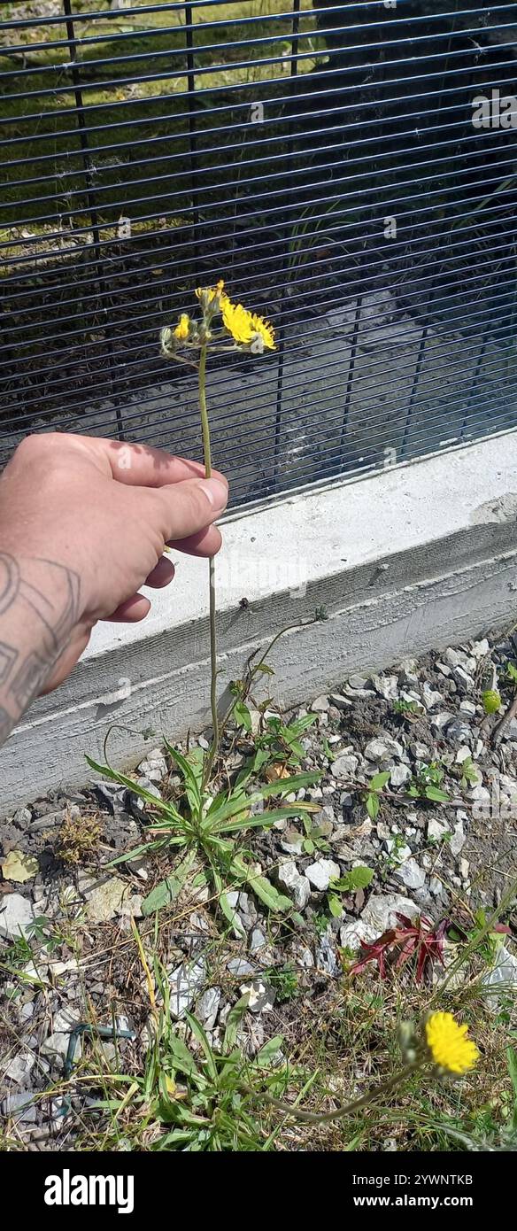 Tall Mouse-ear-hawkweed (Pilosella piloselloides praealta Stock Photo ...