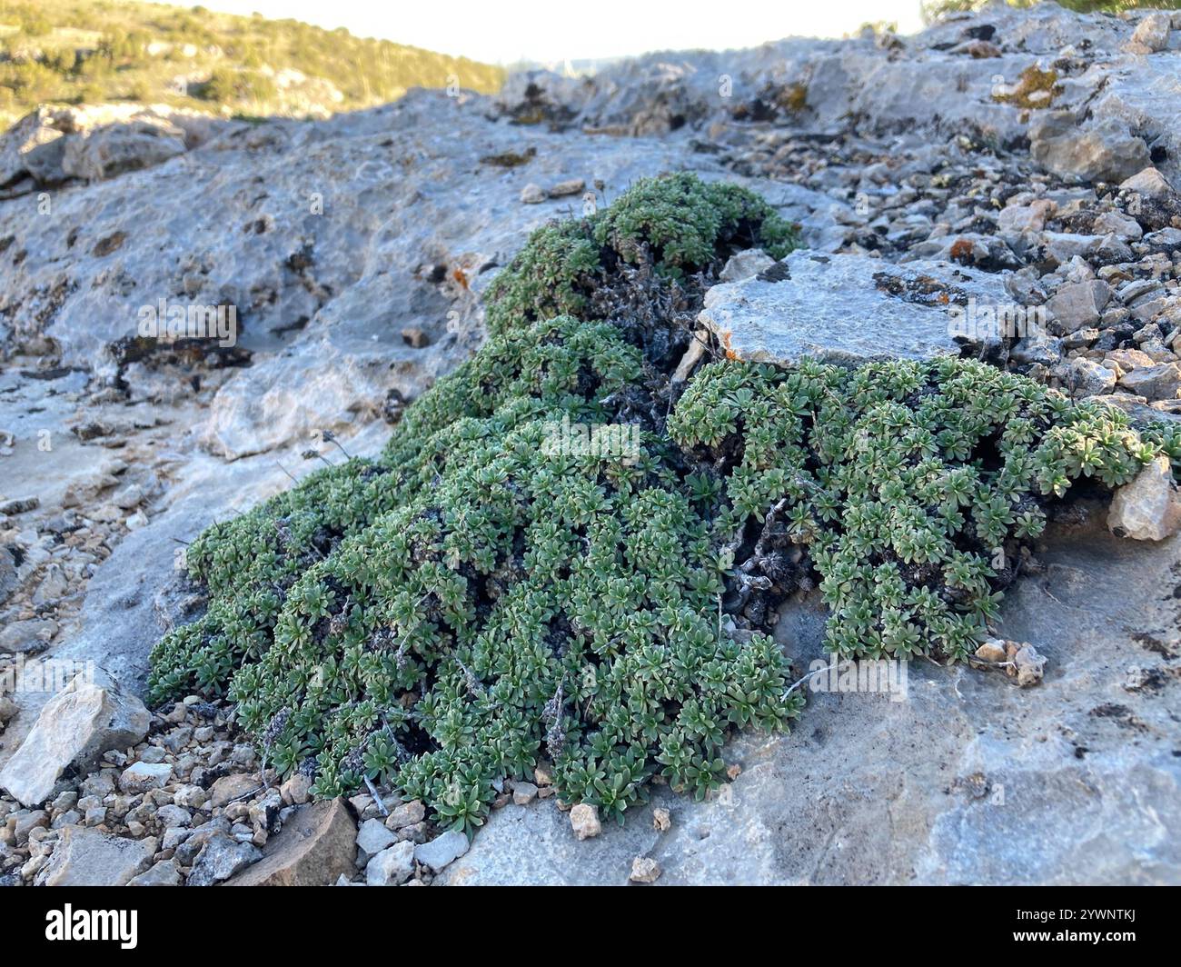mat rock spiraea (Petrophytum caespitosum Stock Photo - Alamy
