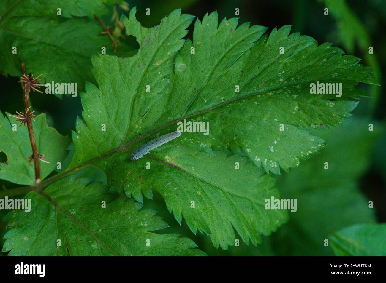 Common Sawflies (Tenthredinidae Stock Photo - Alamy