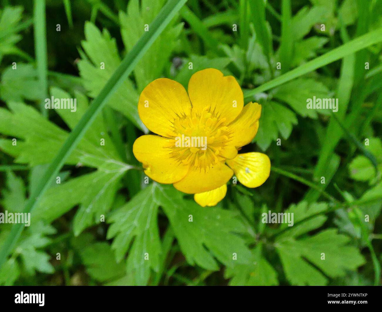 Creeping buttercup (Ranunculus repens Stock Photo - Alamy