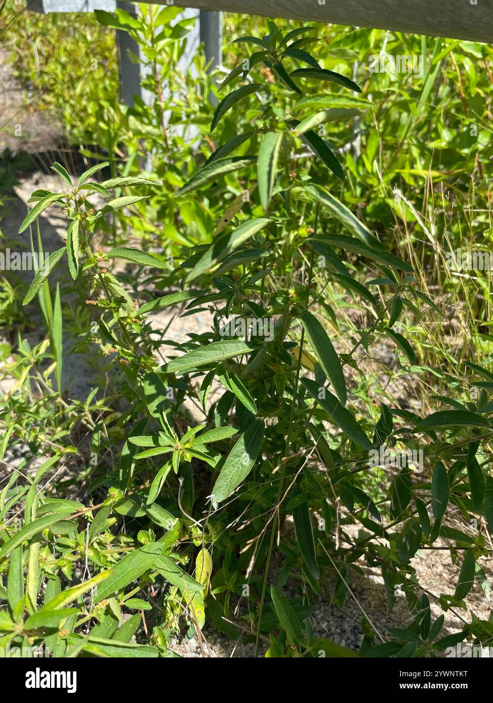 Slender Three-seeded Mercury (Acalypha gracilens Stock Photo - Alamy
