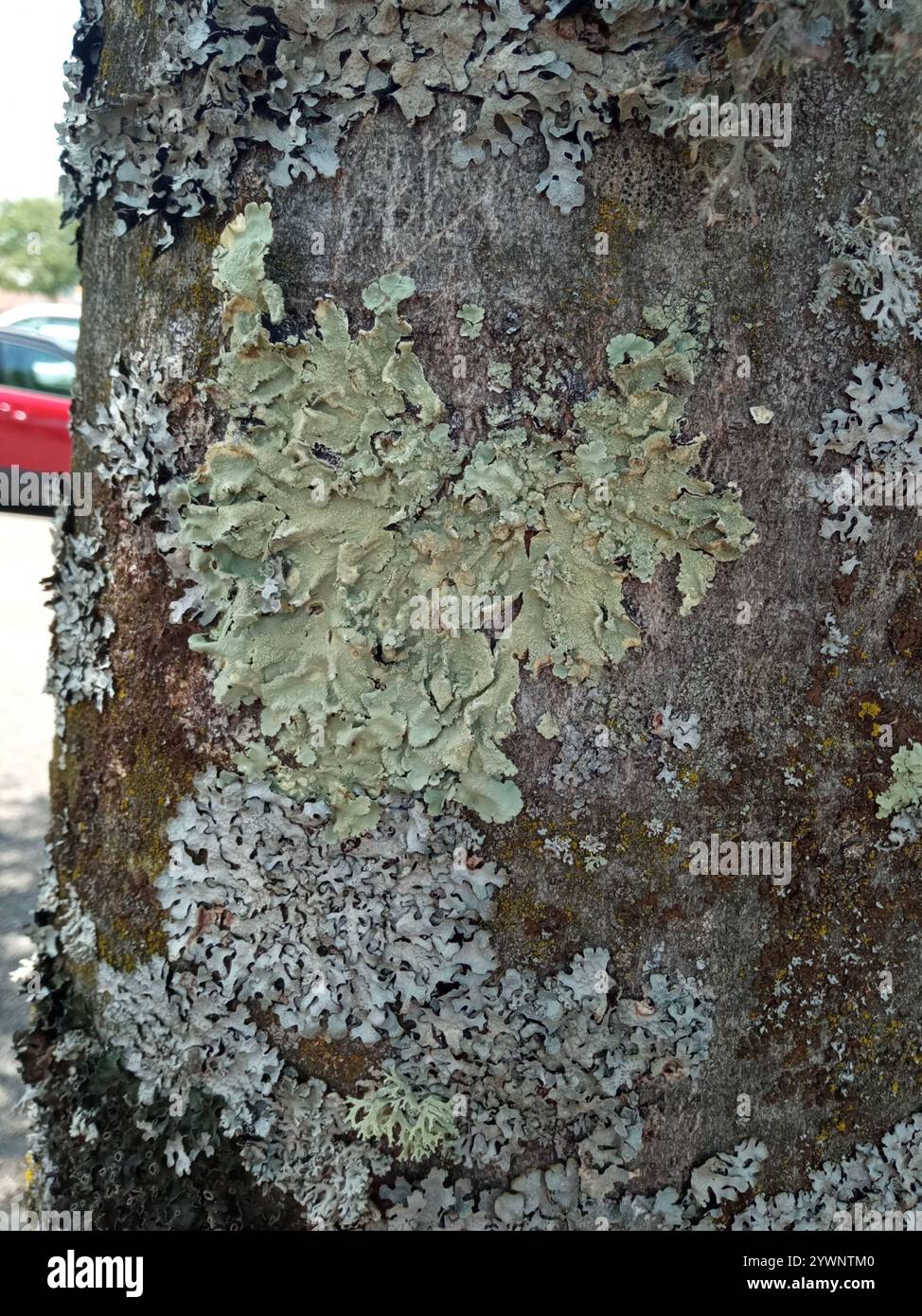 common greenshield lichen (Flavoparmelia caperata Stock Photo - Alamy