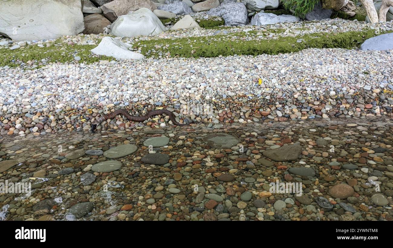 Common Watersnake (Nerodia sipedon Stock Photo - Alamy