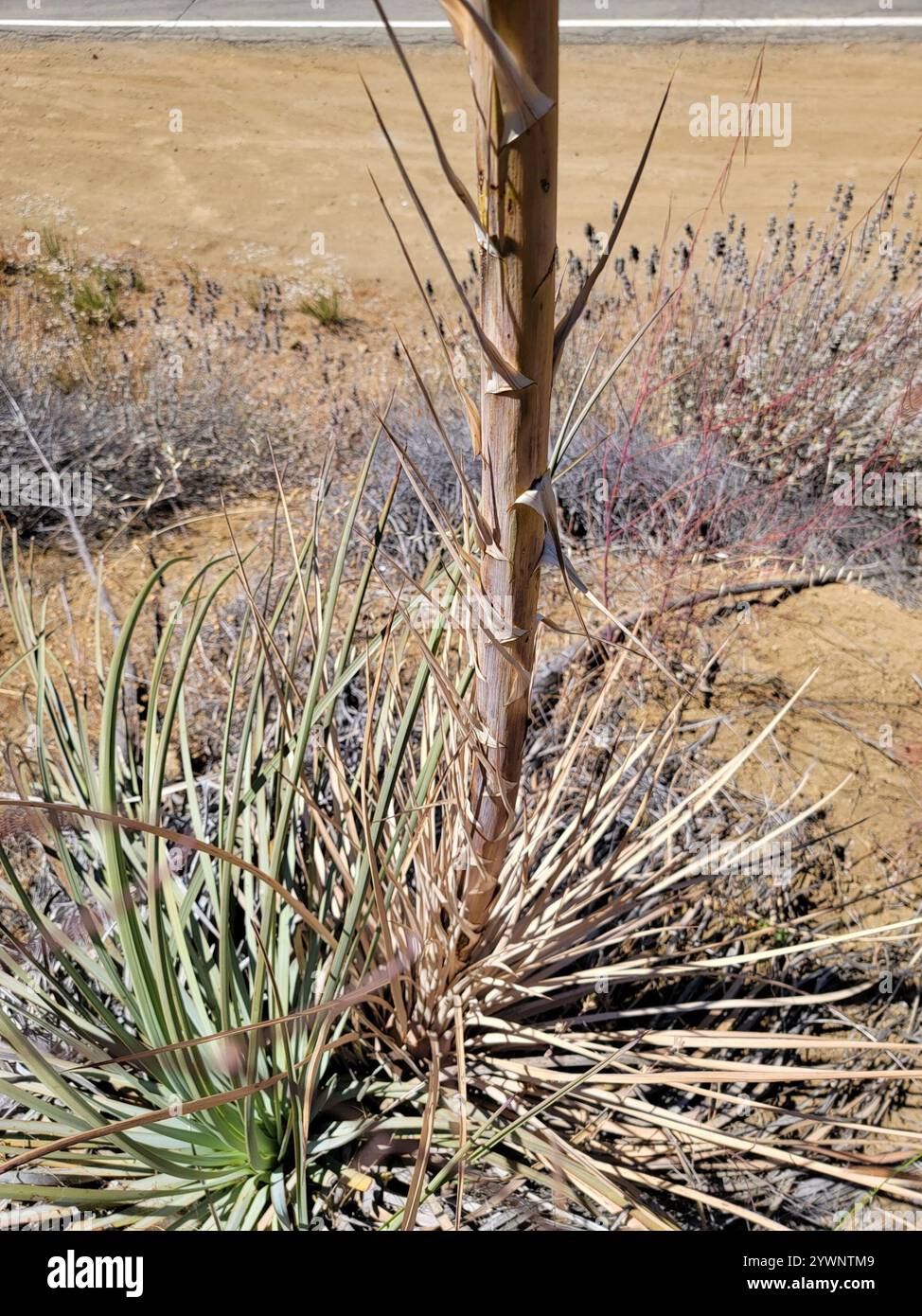 chaparral yucca (Hesperoyucca whipplei Stock Photo - Alamy