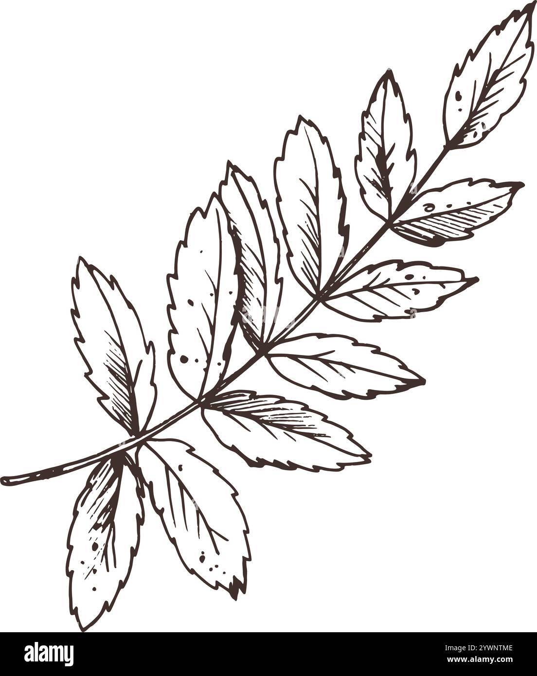 Rowan leaves single object. Line art graphic hand drawn brown ink ...