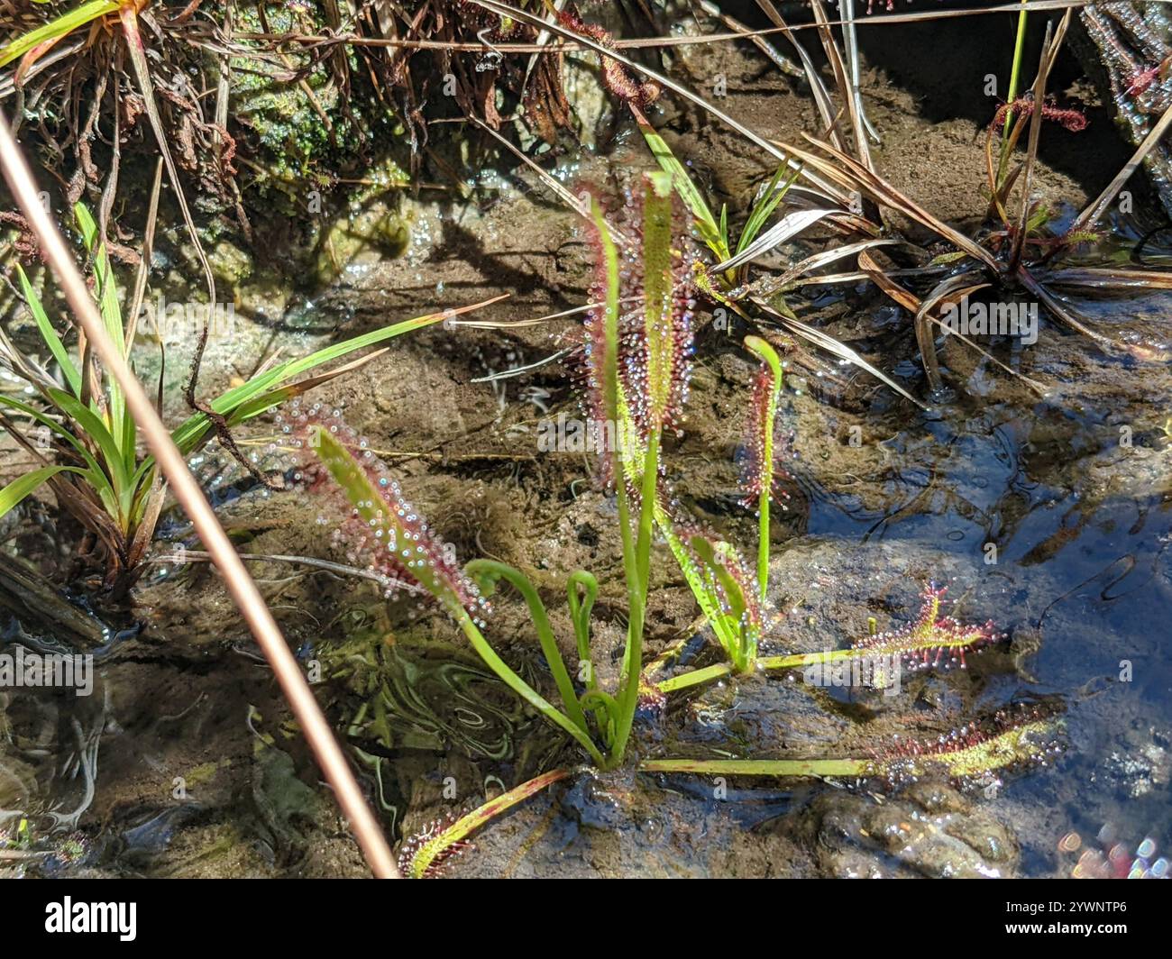 Cape Sundew (Drosera capensis Stock Photo - Alamy