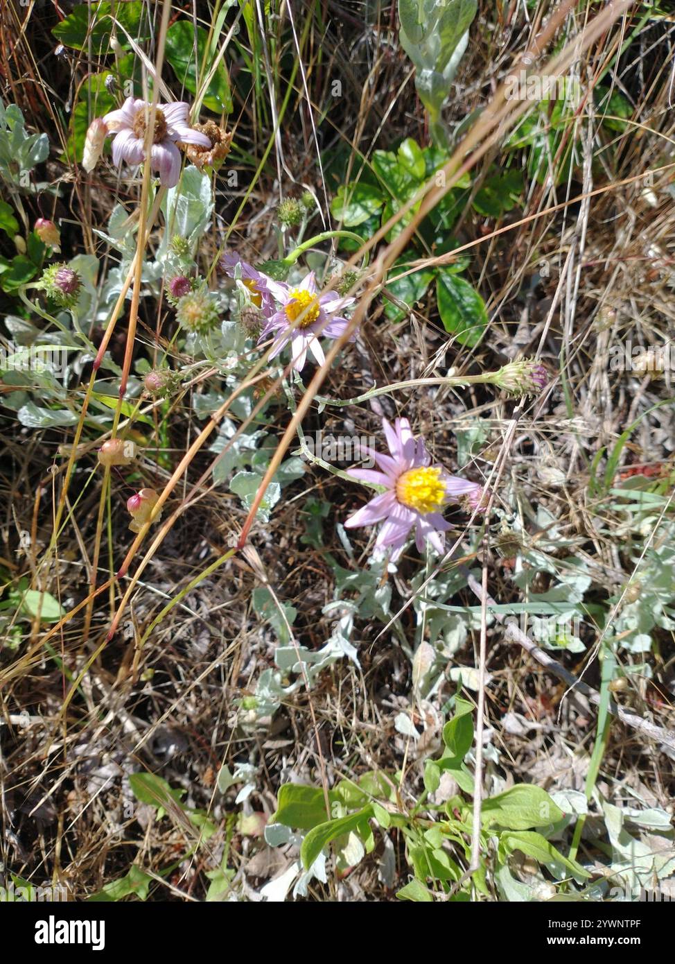 California Aster (Corethrogyne filaginifolia Stock Photo - Alamy