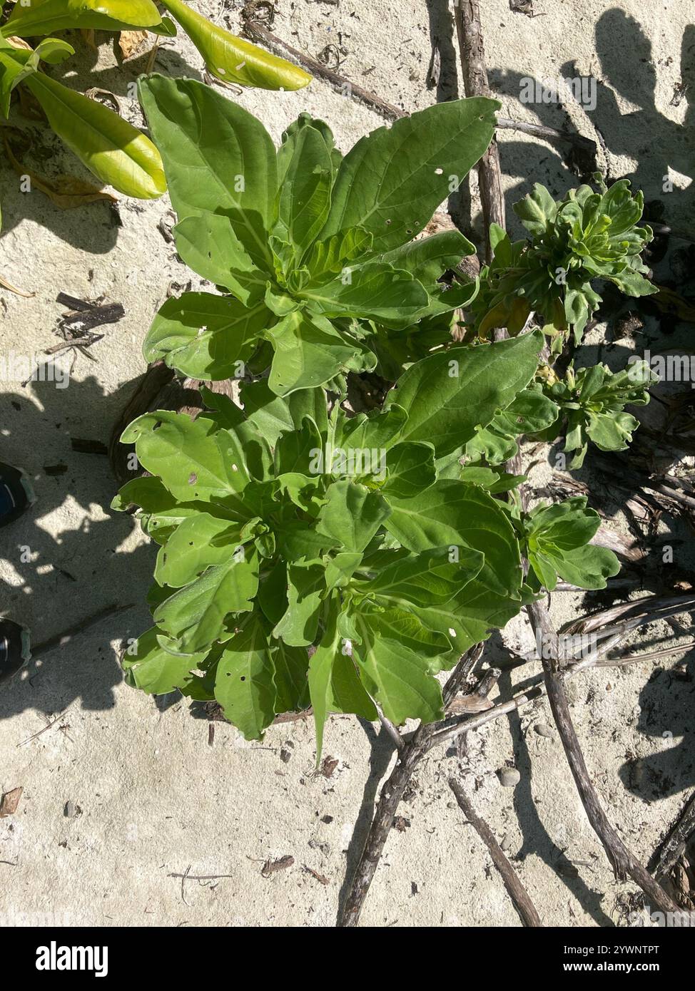 tree heliotrope (Heliotropium arboreum Stock Photo - Alamy