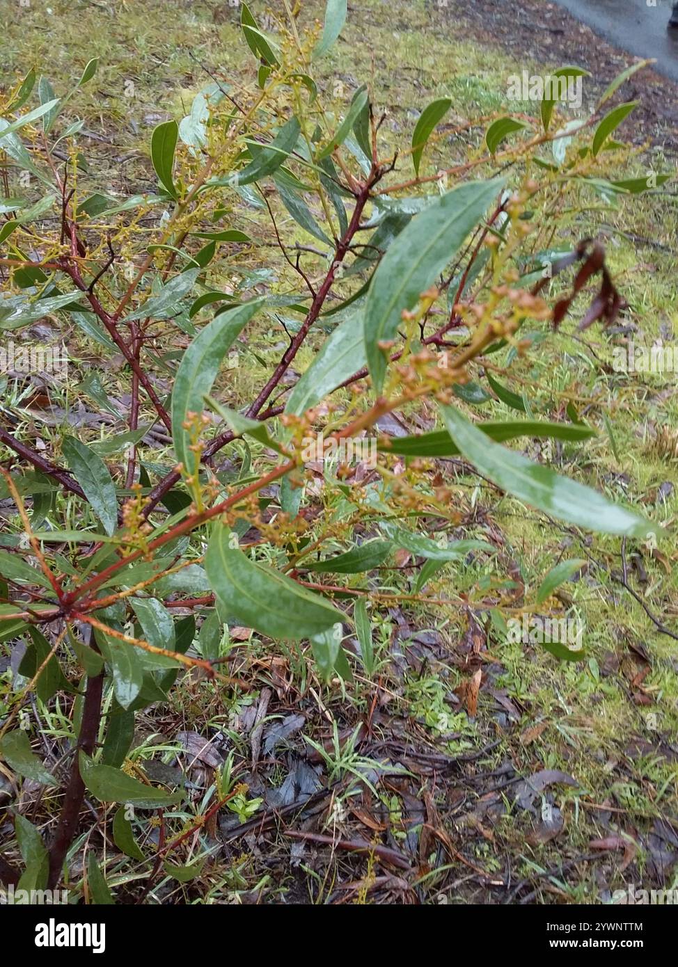 Acacia myrtifolia hi-res stock photography and images - Alamy