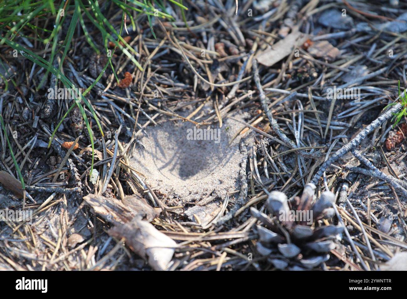 Pit trapping antlions hi-res stock photography and images - Alamy