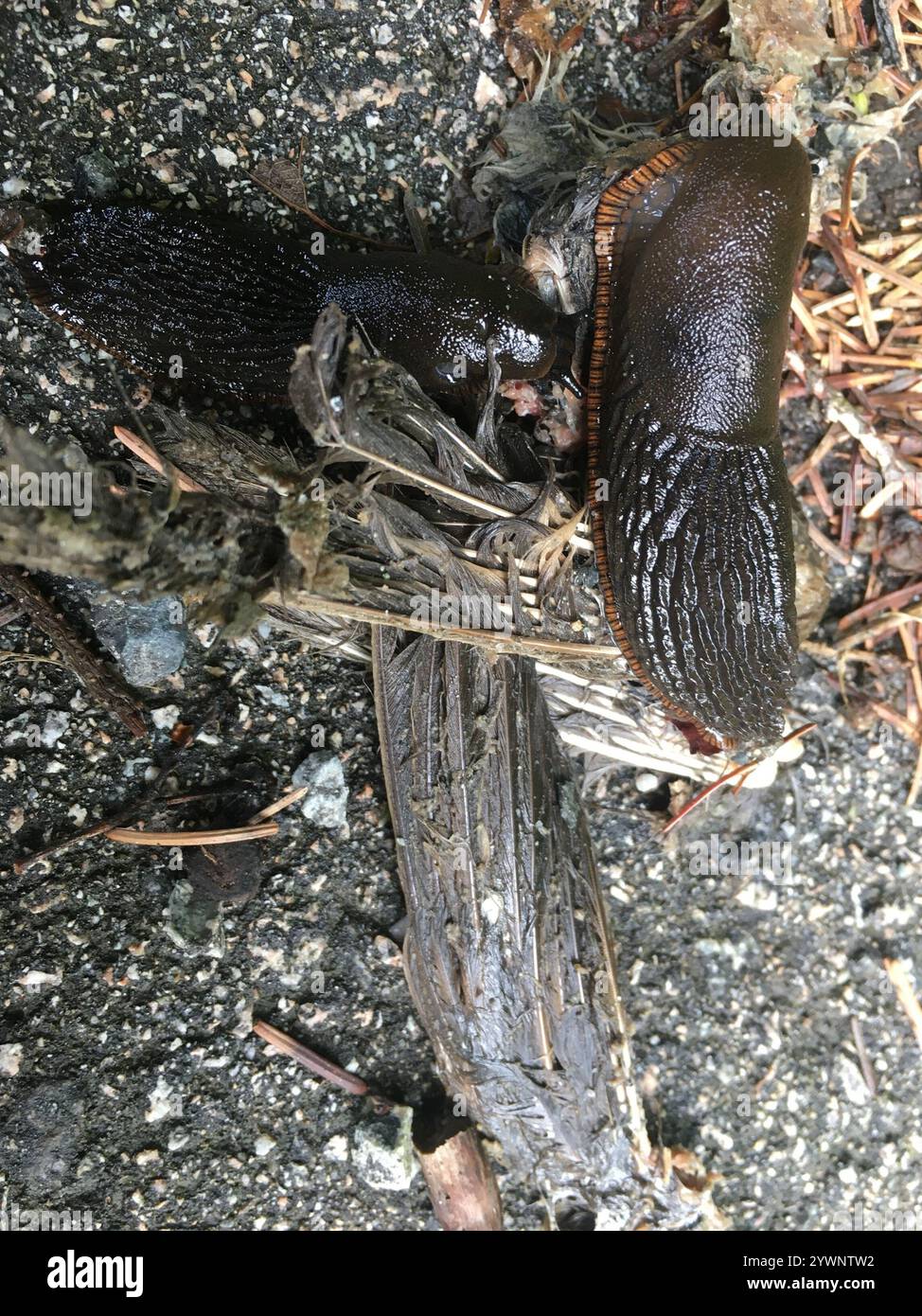 Arion Slugs (Arion Stock Photo - Alamy