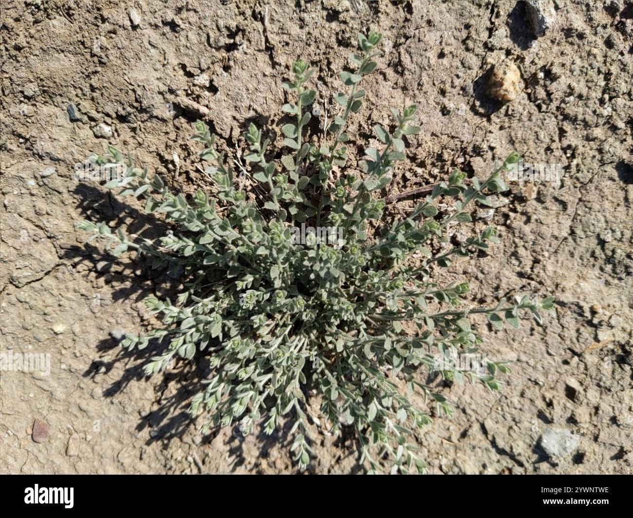 Alkali Weed (Cressa truxillensis Stock Photo - Alamy
