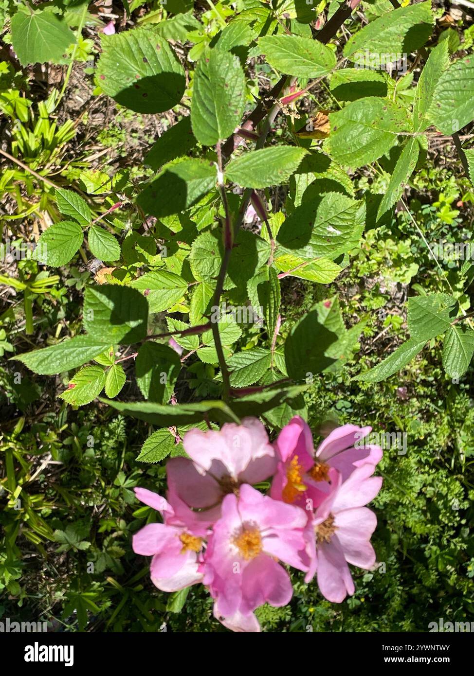 climbing prairie rose (Rosa setigera Stock Photo - Alamy