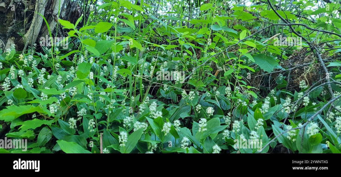 Canada mayflower (Maianthemum canadense Stock Photo - Alamy