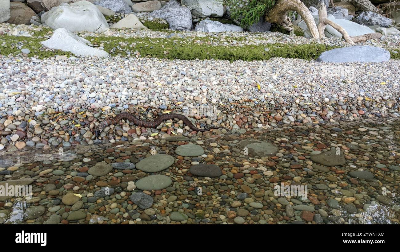 Common Watersnake (Nerodia sipedon Stock Photo - Alamy