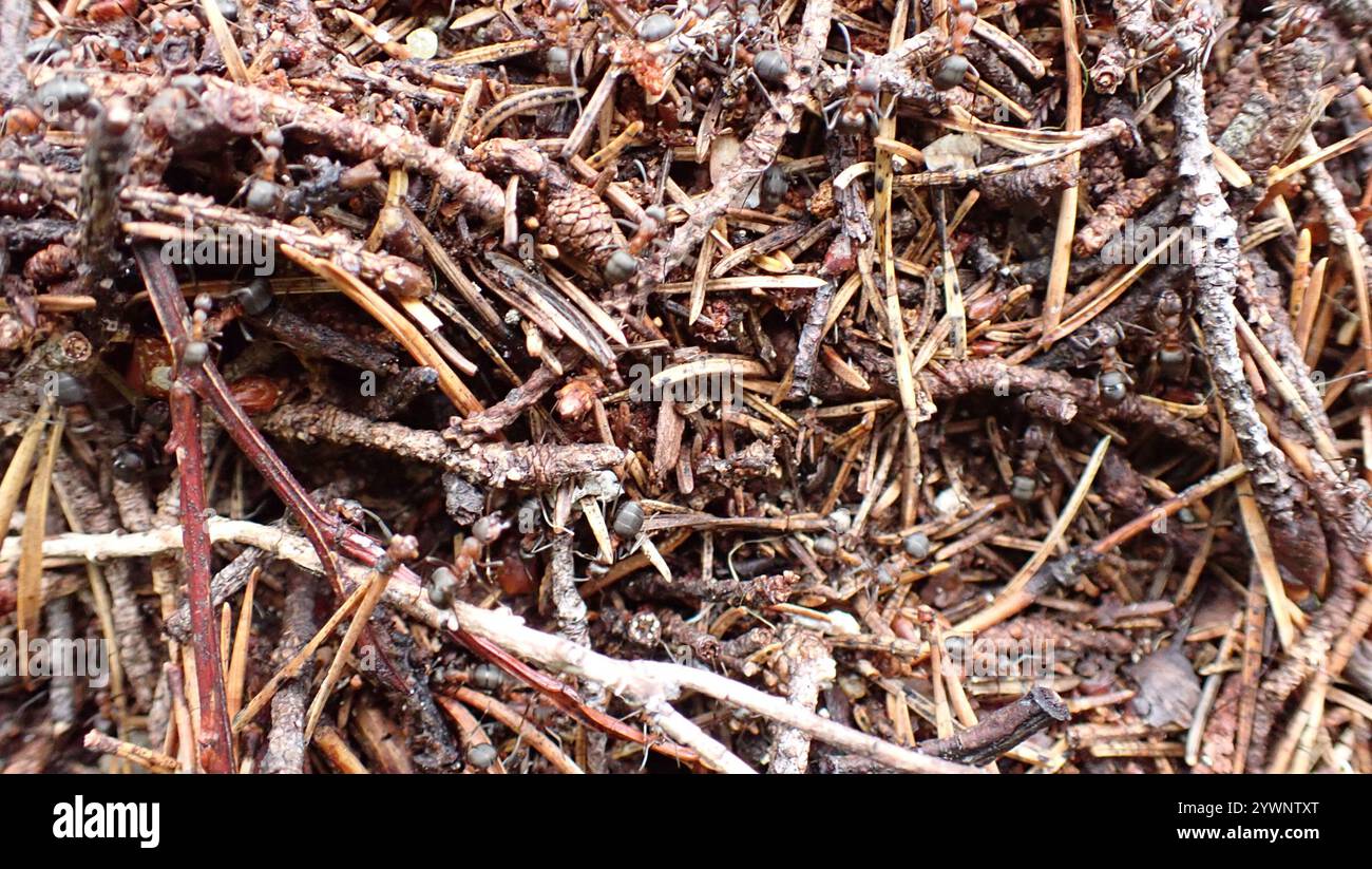 rufa-group Wood Ants (Formica rufa Stock Photo - Alamy