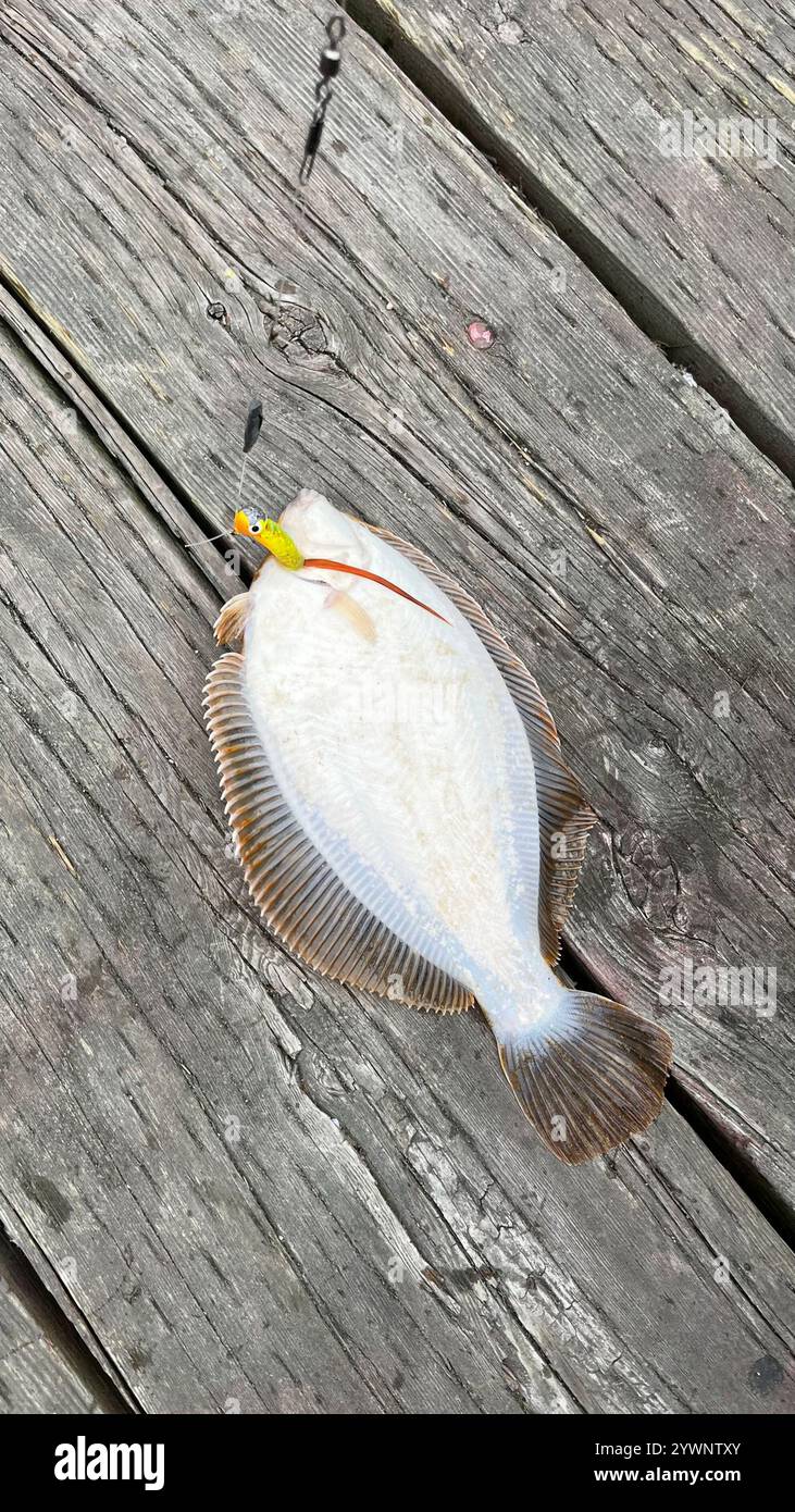 Winter Flounder (Pseudopleuronectes americanus Stock Photo - Alamy