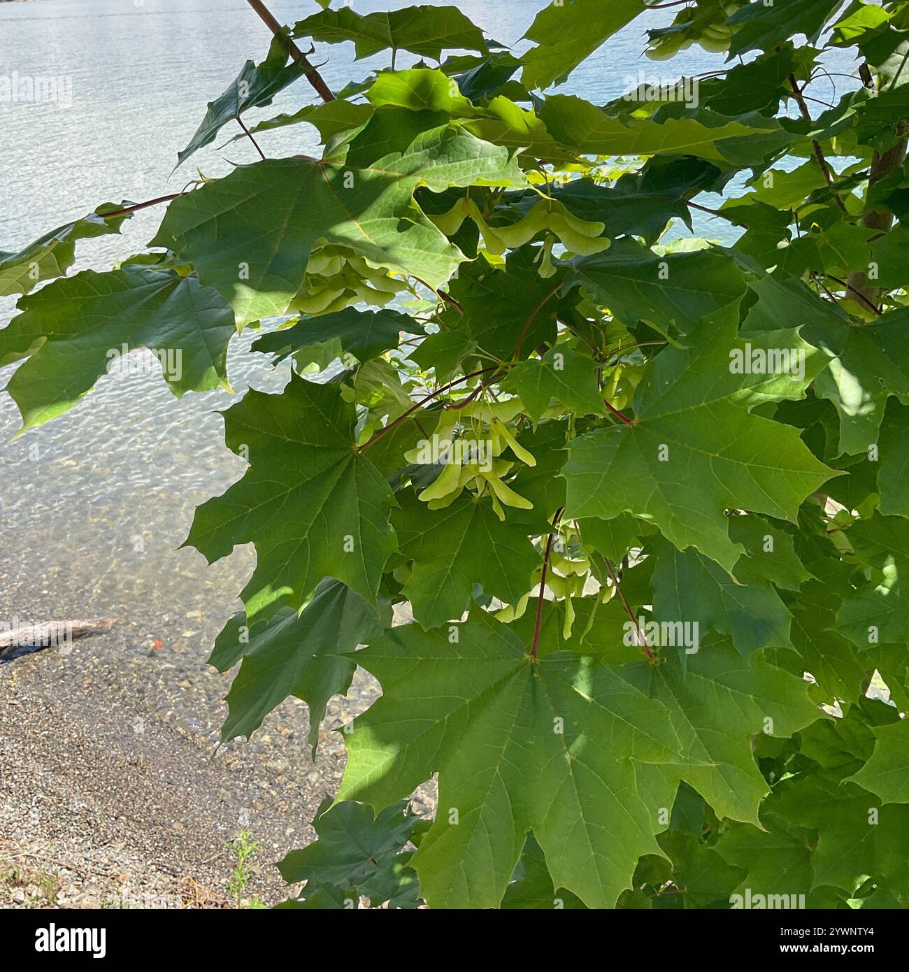 Norway maple (Acer platanoides Stock Photo - Alamy