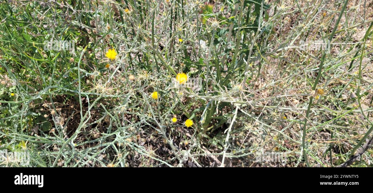 Yellow Star-Thistle (Centaurea solstitialis Stock Photo - Alamy