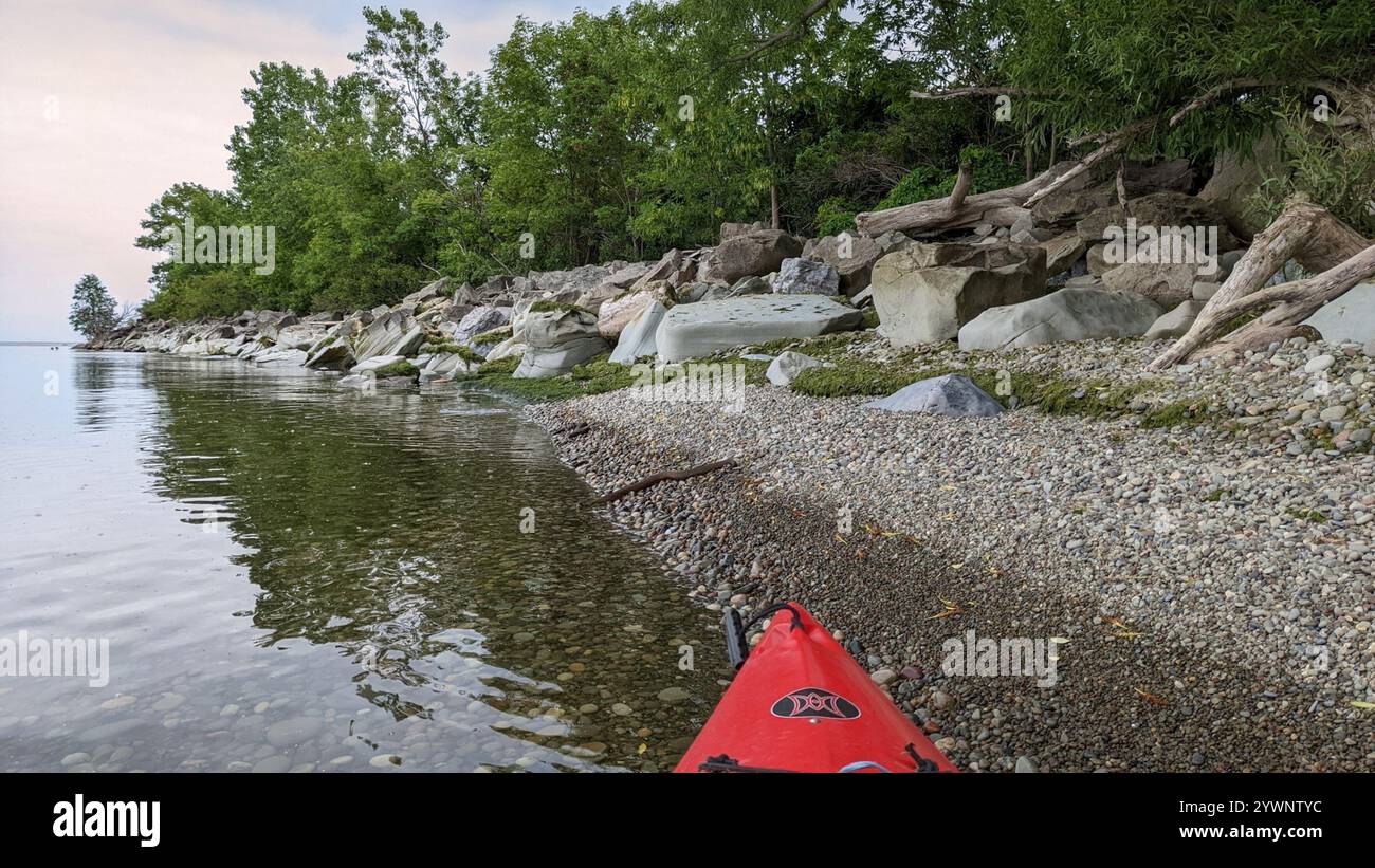 Northern Watersnake (Nerodia sipedon sipedon Stock Photo - Alamy