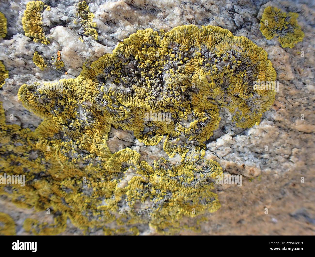 Ringed Firedot Lichen (Polycauliona verruculifera Stock Photo - Alamy