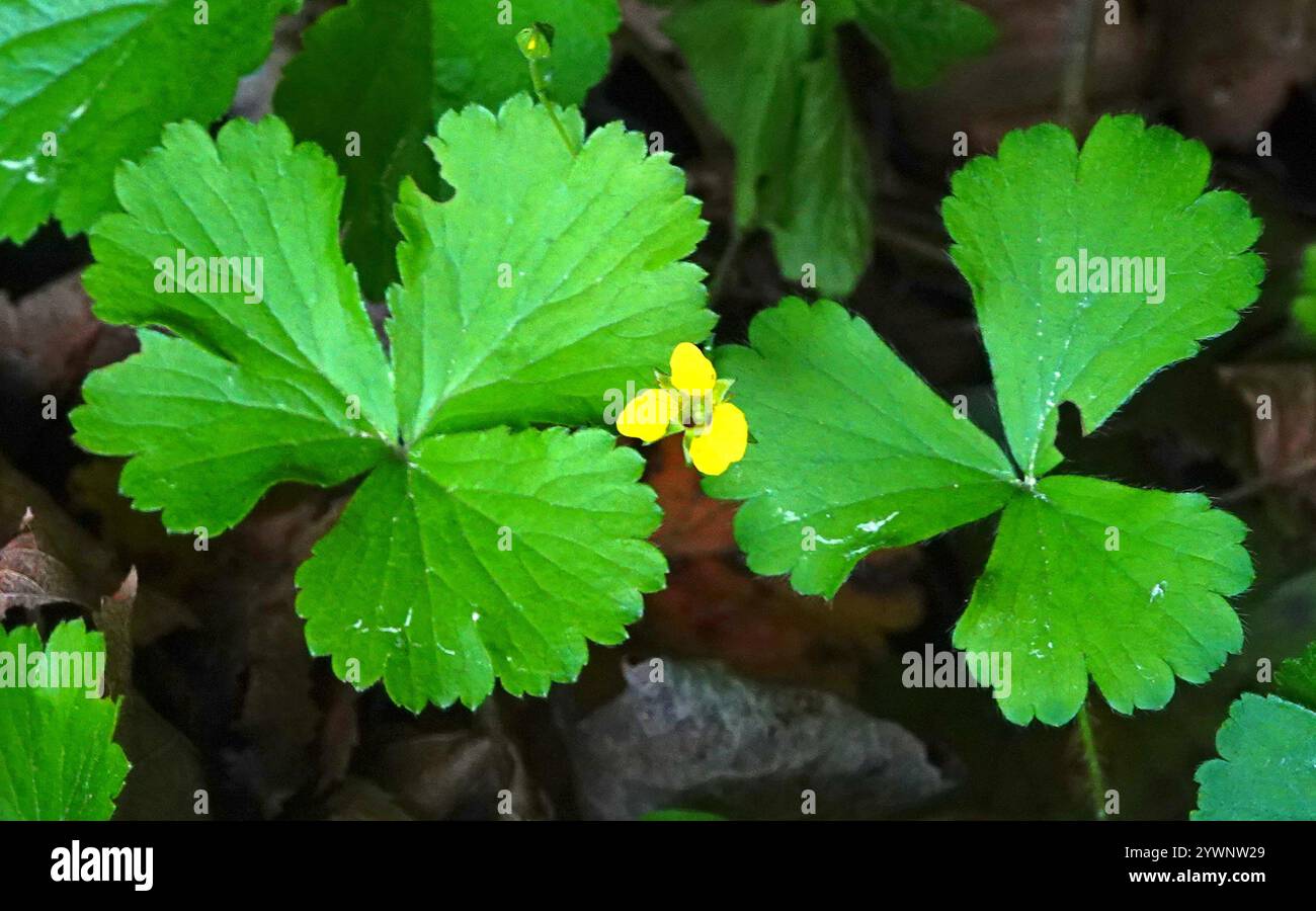 Appalachian barren-strawberry (Waldsteinia fragarioides Stock Photo - Alamy