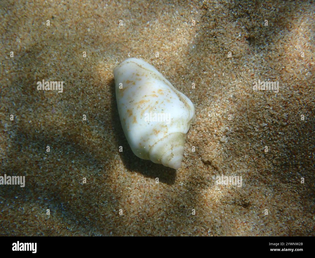 Persian Conch (Conomurex persicus Stock Photo - Alamy