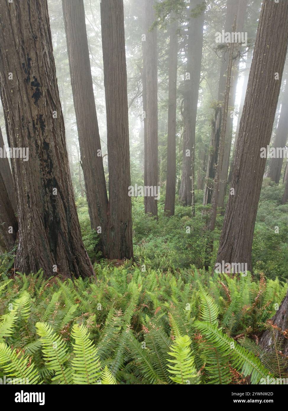 coast redwood (Sequoia sempervirens Stock Photo - Alamy
