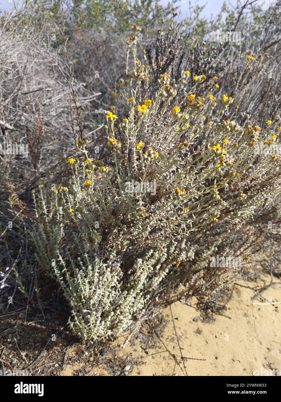 Coastal Goldenbush (Isocoma menziesii Stock Photo - Alamy
