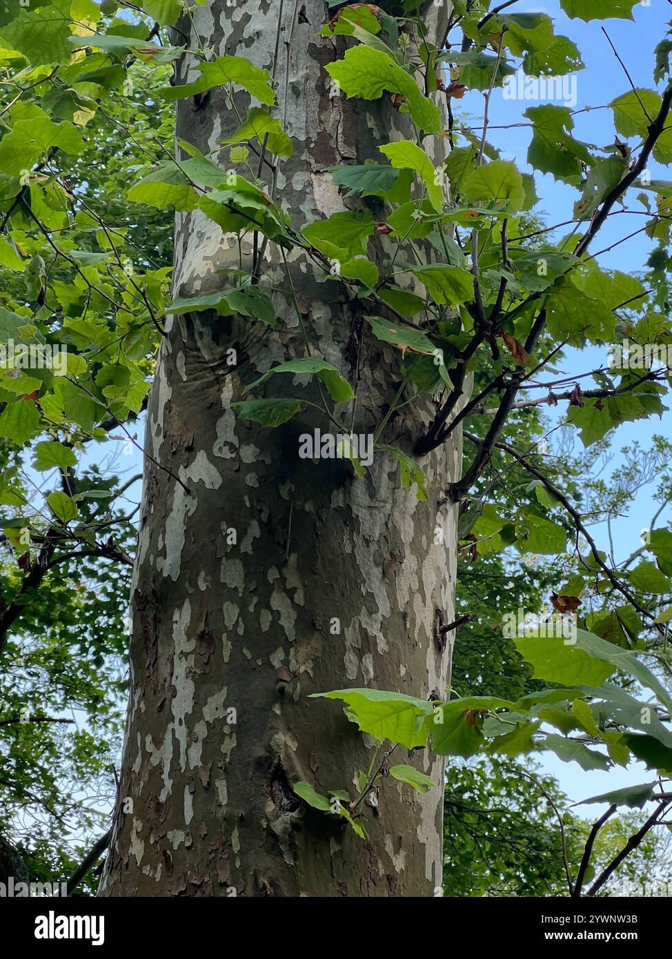 American sycamore (Platanus occidentalis Stock Photo - Alamy