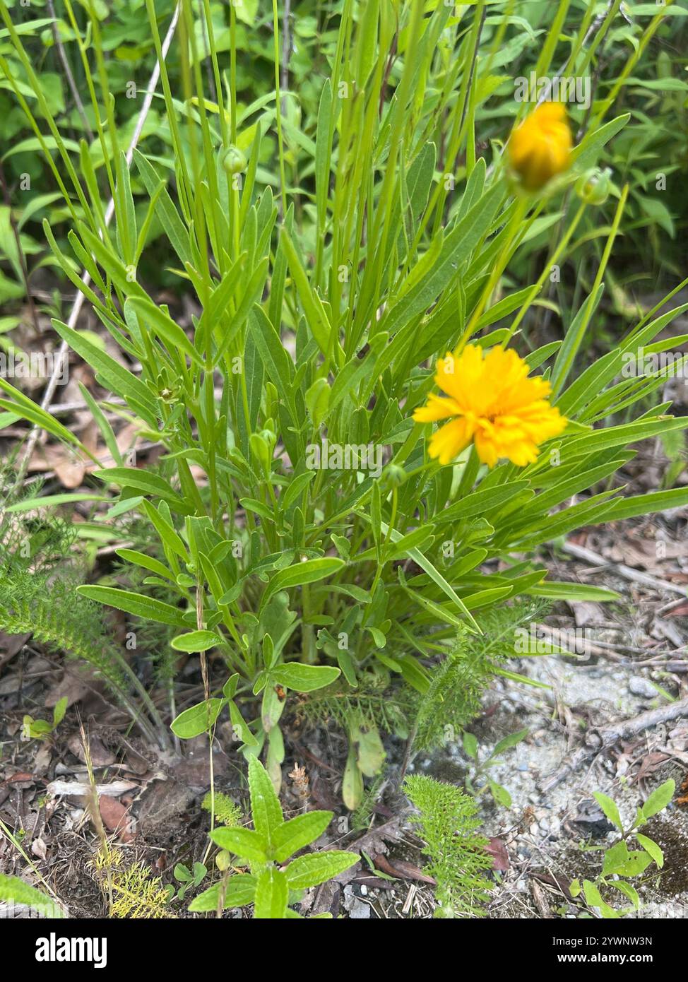 Lance-leaved Coreopsis (Coreopsis lanceolata Stock Photo - Alamy
