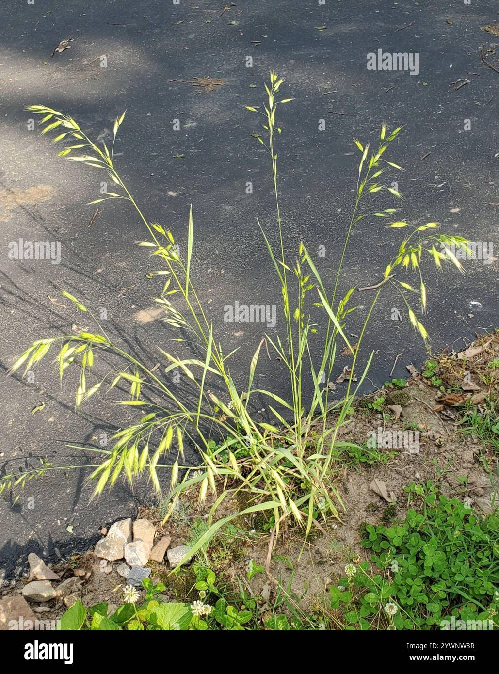 Japanese brome hi-res stock photography and images - Alamy