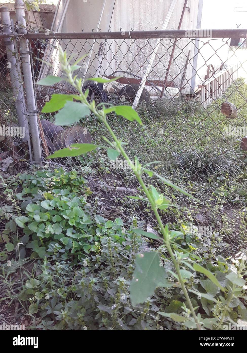 Common Lambsquarters (Chenopodium album Stock Photo - Alamy