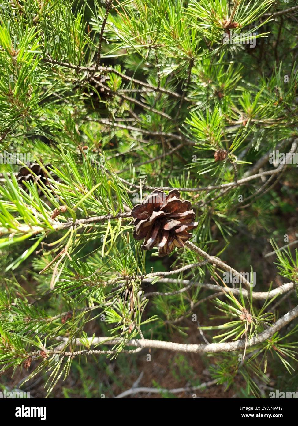 Virginia pine (Pinus virginiana Stock Photo - Alamy