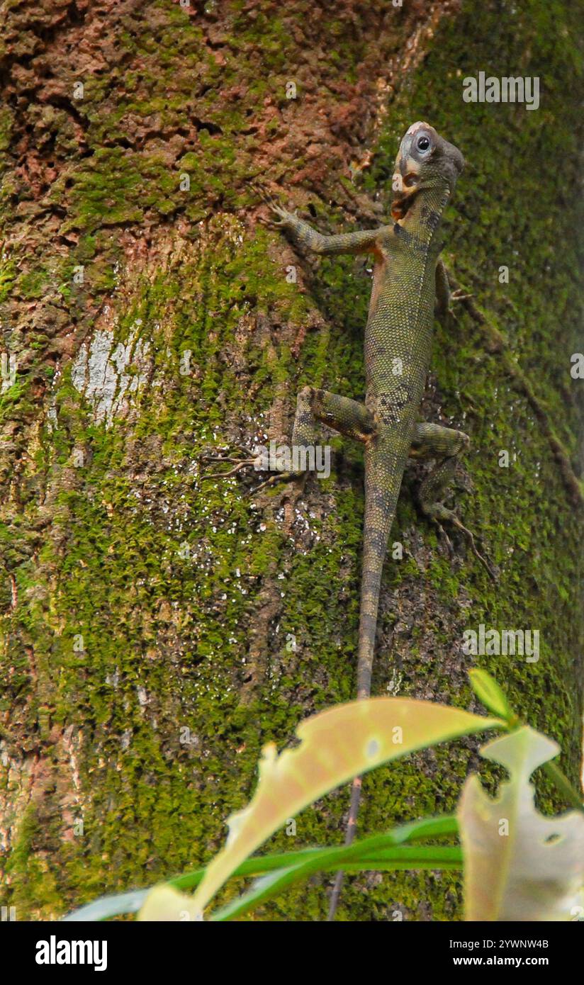 Blue-lipped Tree Lizard (Plica umbra Stock Photo - Alamy