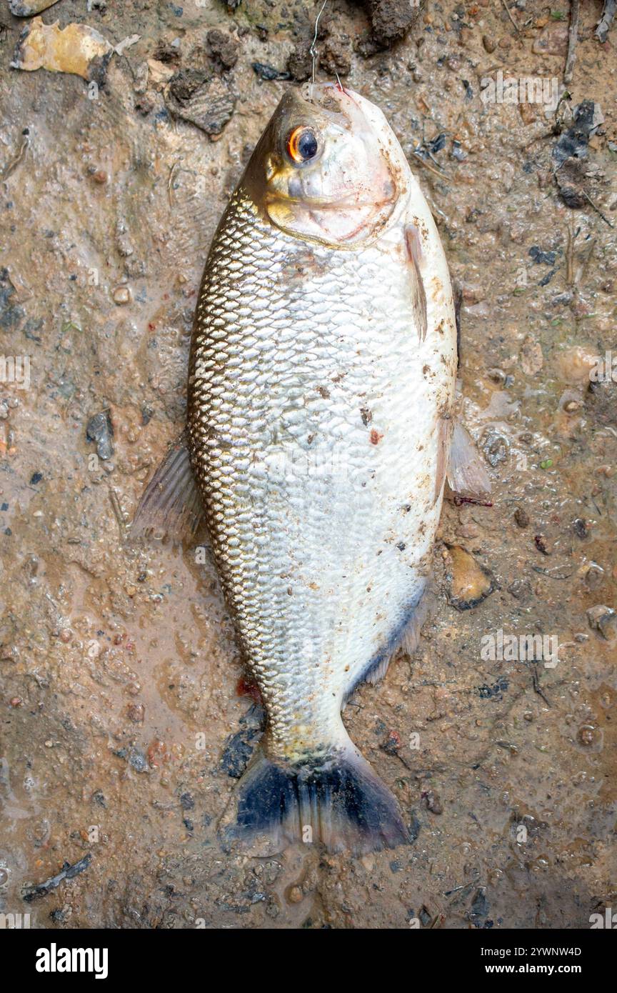 Brycon amazonicus hi-res stock photography and images - Alamy