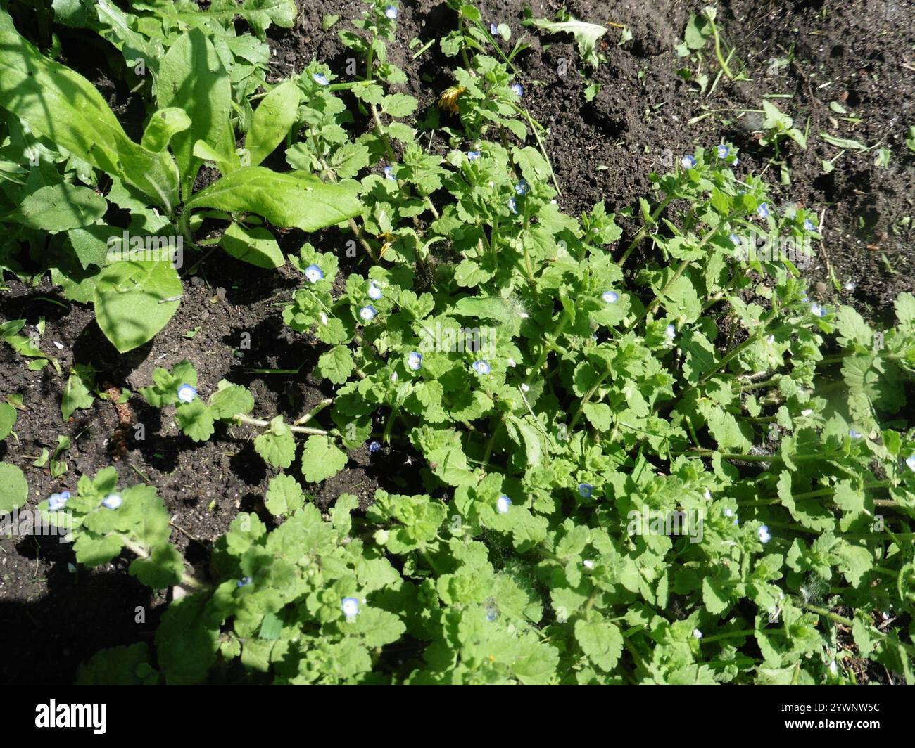 Grey Field-speedwell (Veronica polita Stock Photo - Alamy