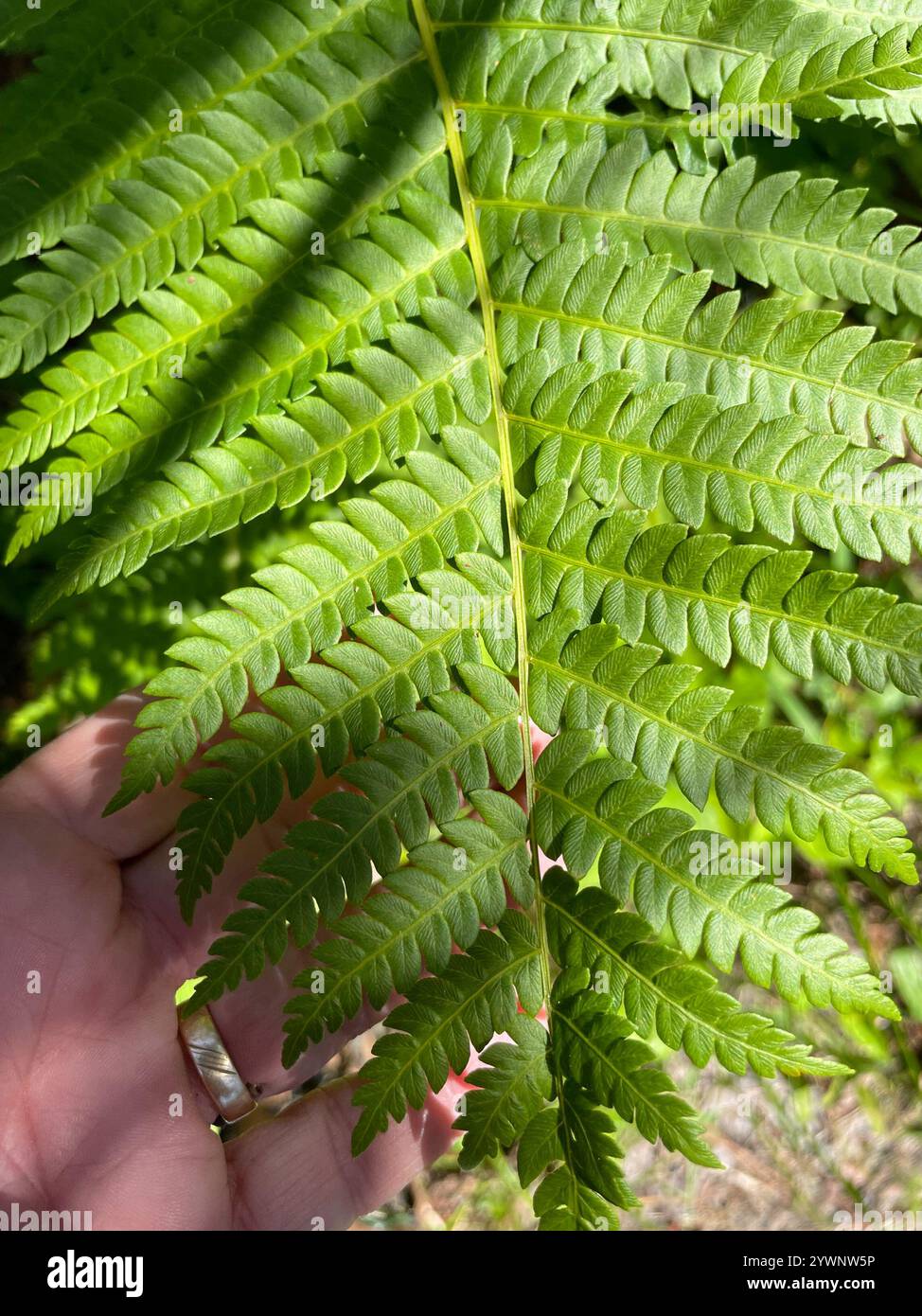 cinnamon fern (Osmundastrum cinnamomeum Stock Photo - Alamy