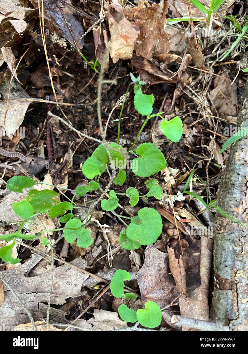 Appalachian violet (Viola appalachiensis Stock Photo - Alamy