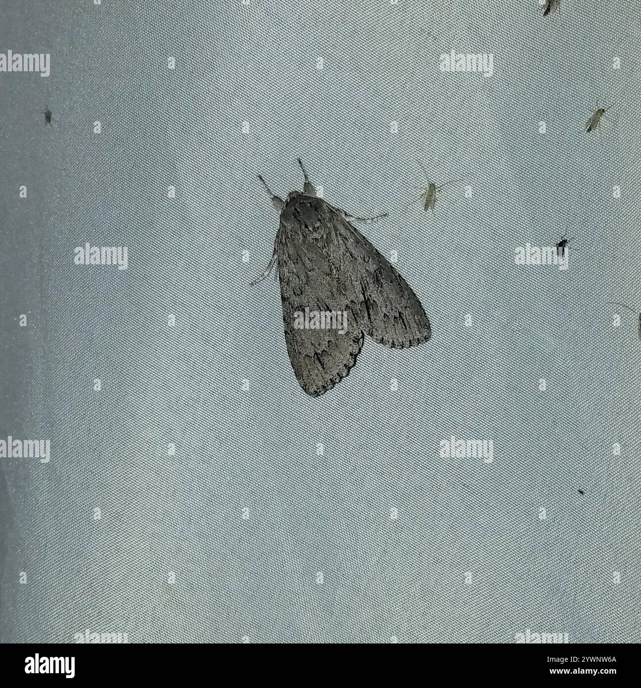 Greater Oak Dagger (Acronicta lobeliae Stock Photo - Alamy